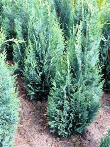 Columnaris - Rasadnik Čičak