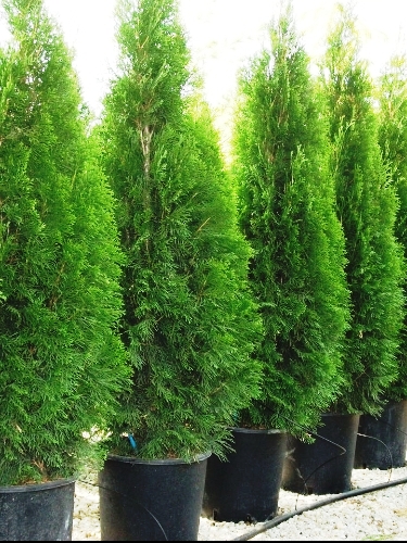 Tuje - Rasadnik Čičak